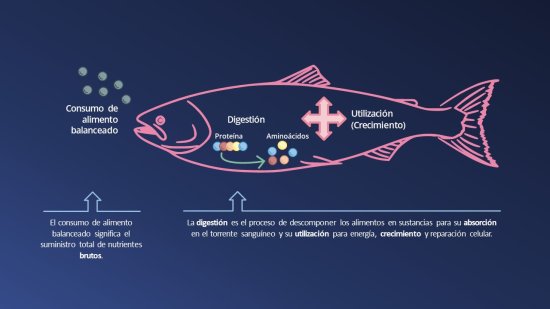 Homepage | IFFO - The Marine Ingredients Organisation